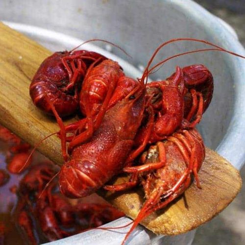 Cajun Seafood Stirring Paddle - CajunCrawfish